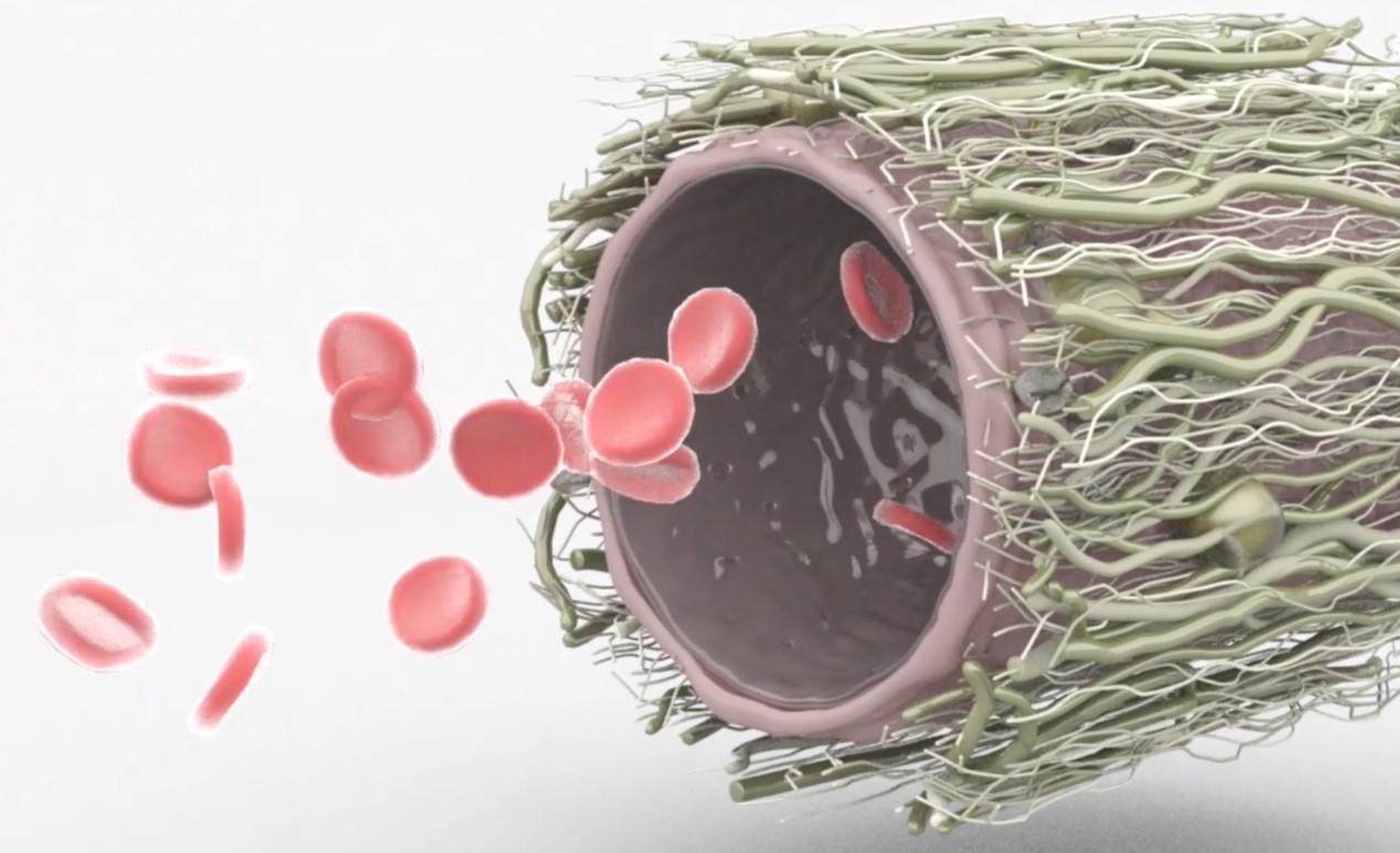 Animations – Cardiovascular